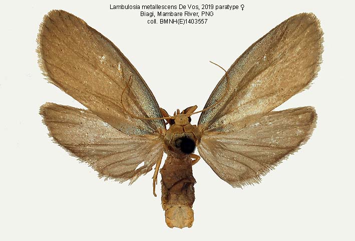 Papua Insects Foundation (Lepidoptera/Erebidae/[Arctiidae]Arctiinae)